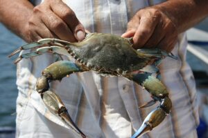 Você sabe o que diferencia siris e caranguejos? – Rebimar